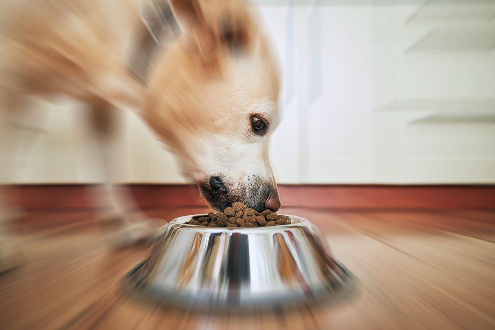 Why Is My Dog Always Hungry? How to Help Your Ferocious Feeder